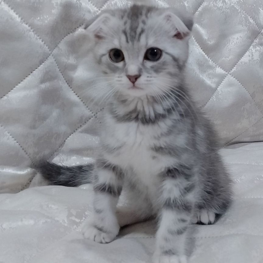 Шотландские вислоухие котята