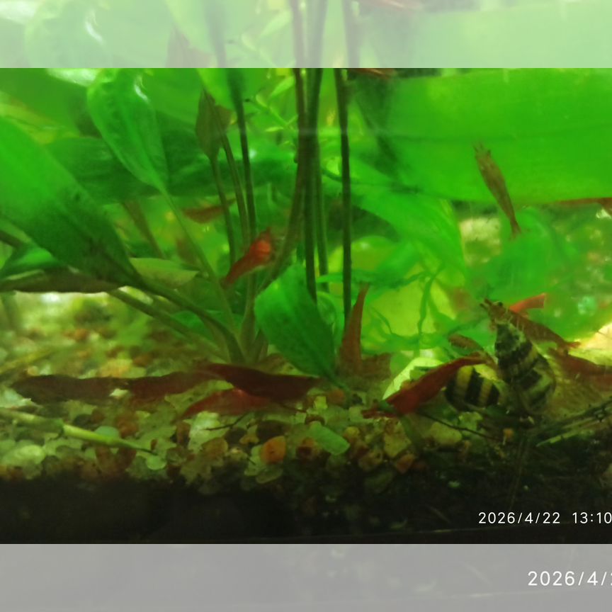 Креветки вишня