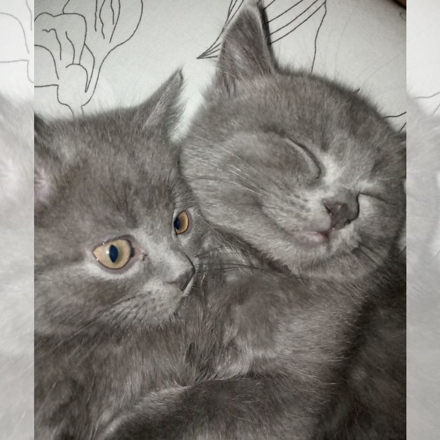 Шотландские прямоухие котята серые (дымчатые)