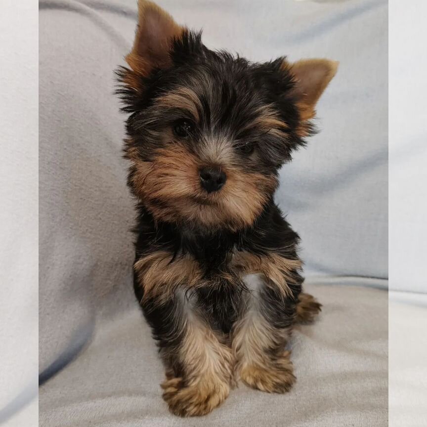 Йоркширский терьер, щенок