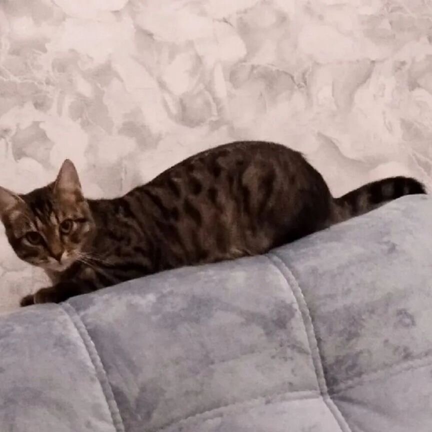 Котенок в добрые руки