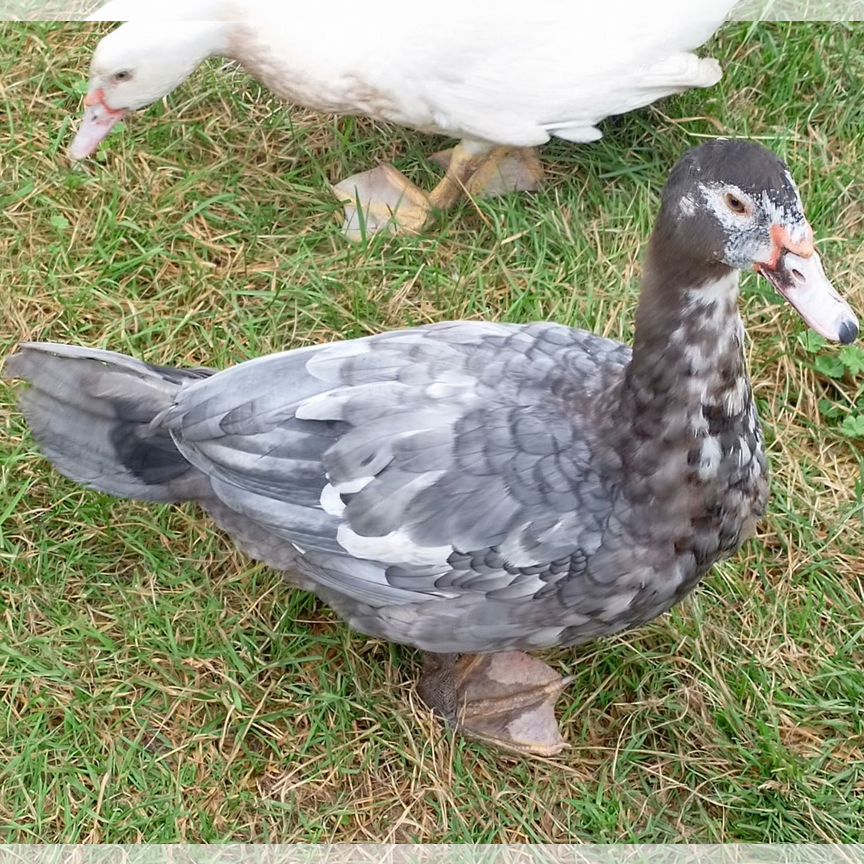 Мускусные утки