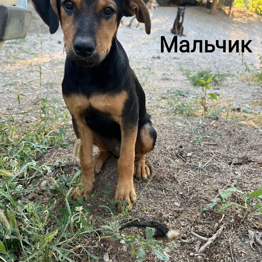 Щенок ищет дом