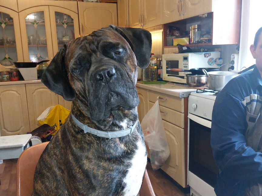 Отдам в отвественные руки собаку Кане корсе