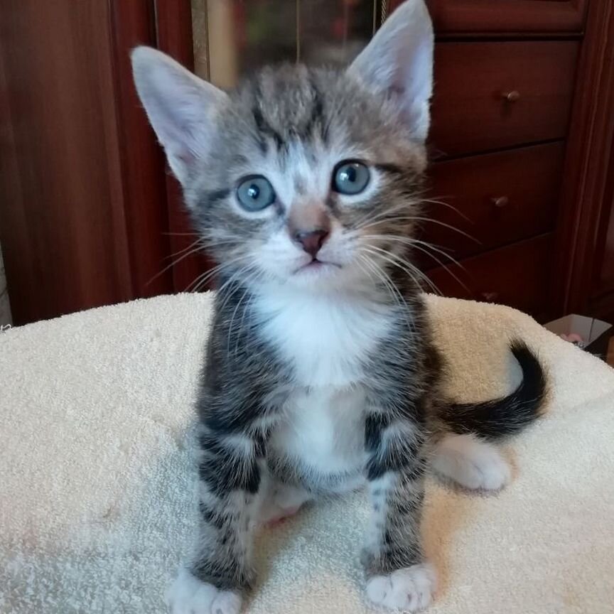 Котенок Мальчик