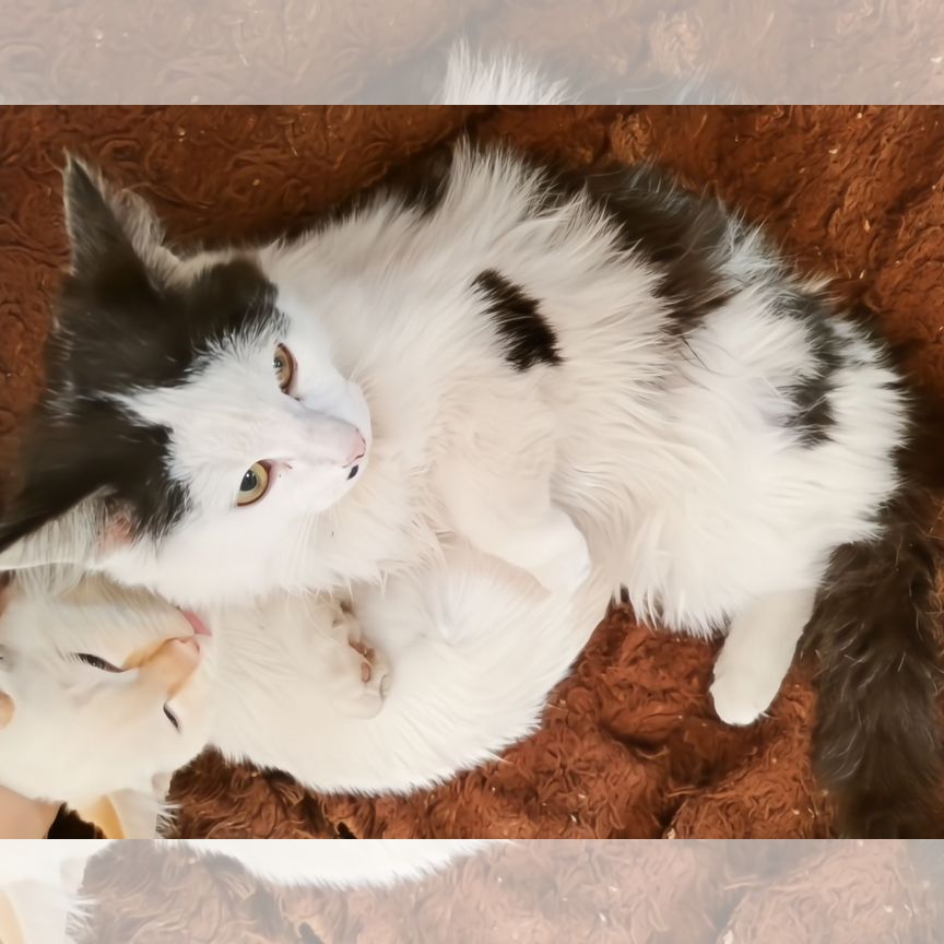 Котёнок в добрые руки