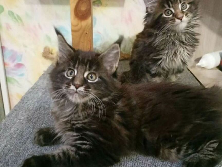 Парни и девчата Мейн Кун