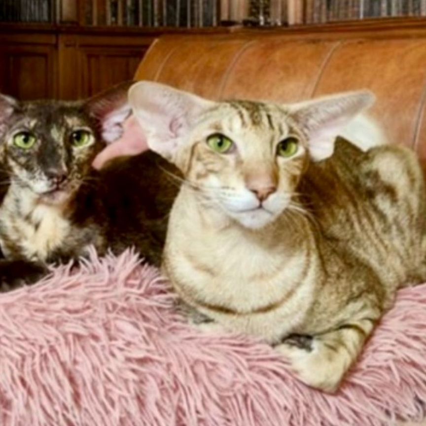 Ориентальная, взрослая кошка