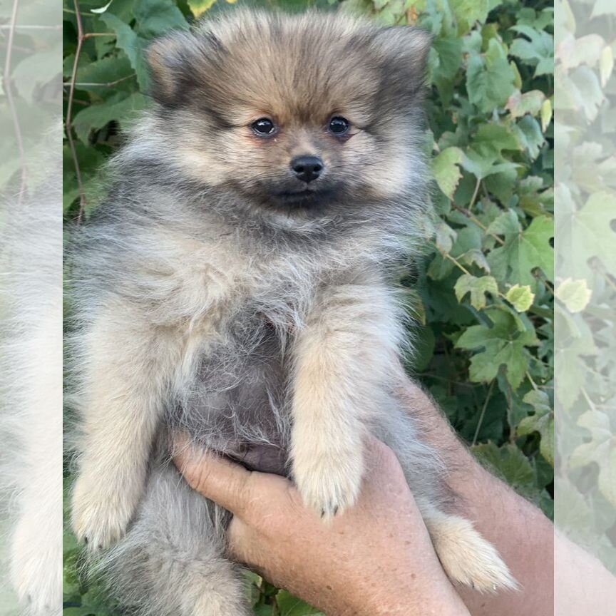 Померанский шпиц