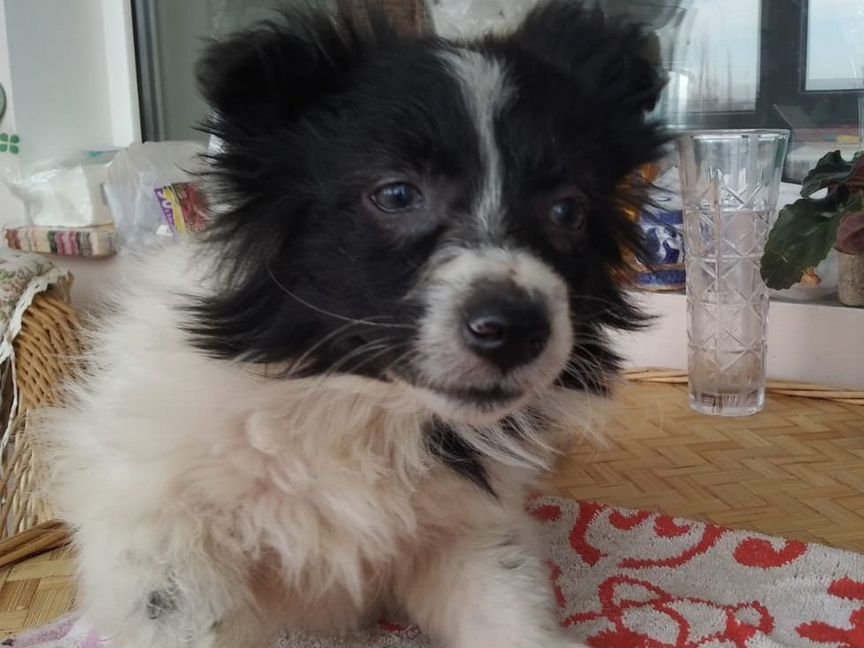 Щенок в добрые руки бесплатно маленькая порода