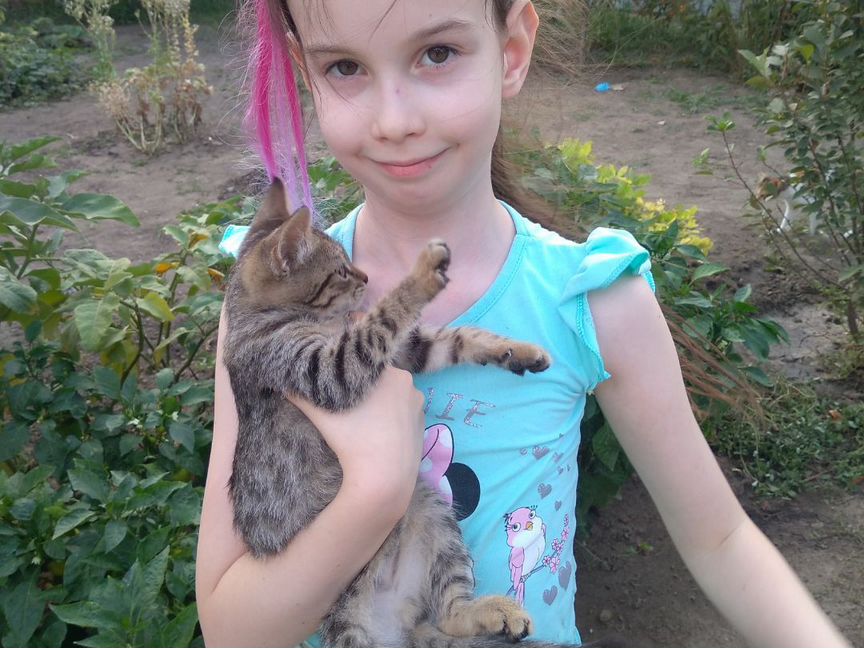 Отдадим котеночка в добрые руки