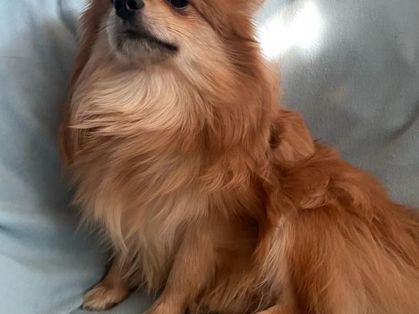 Померанский шпиц