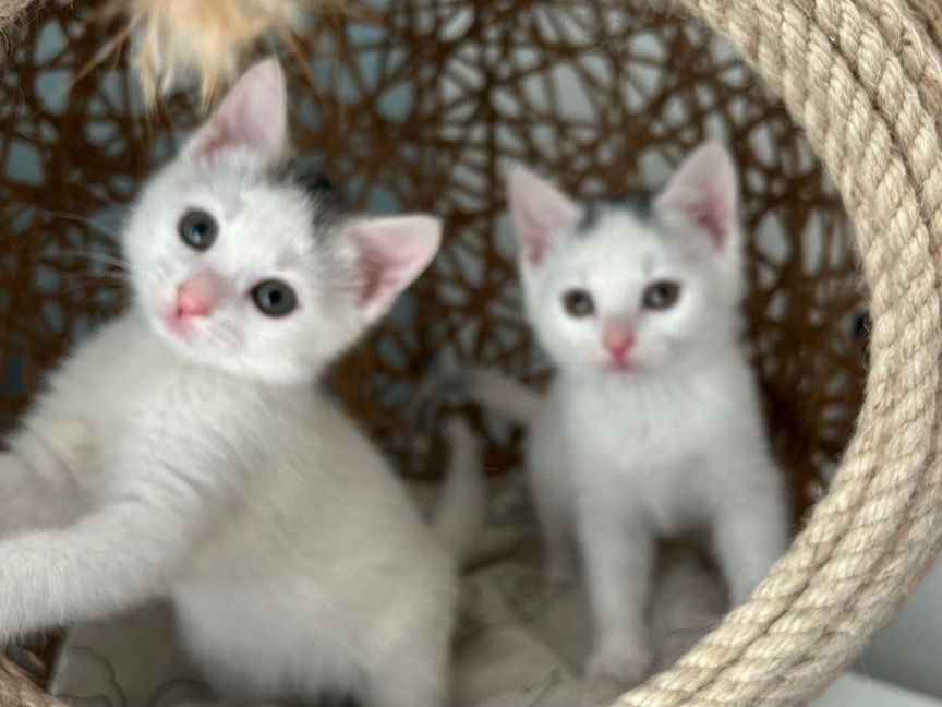 Малышки котята девочки в поисках дома