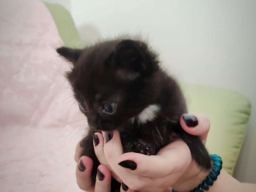 Котенок в добрые руки