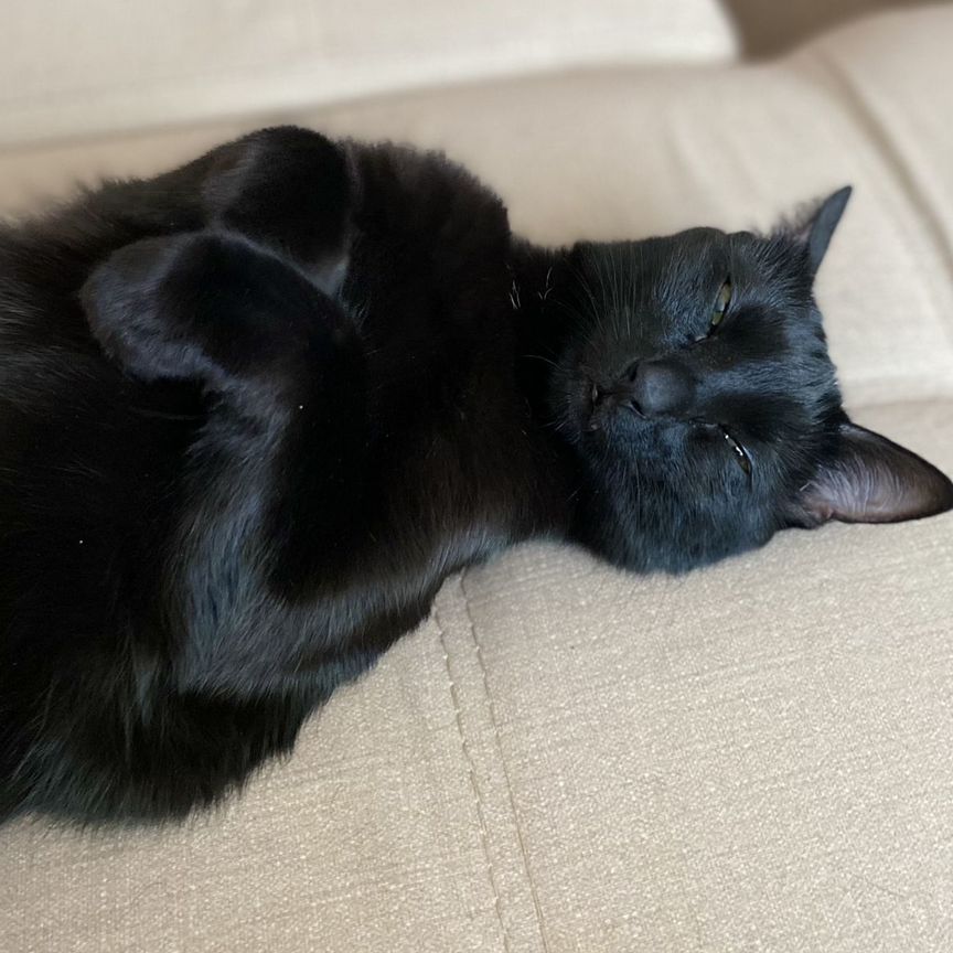 Взрослый кот в добрые руки