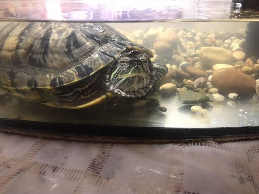 Черепаха вислоухая в добрые ручки