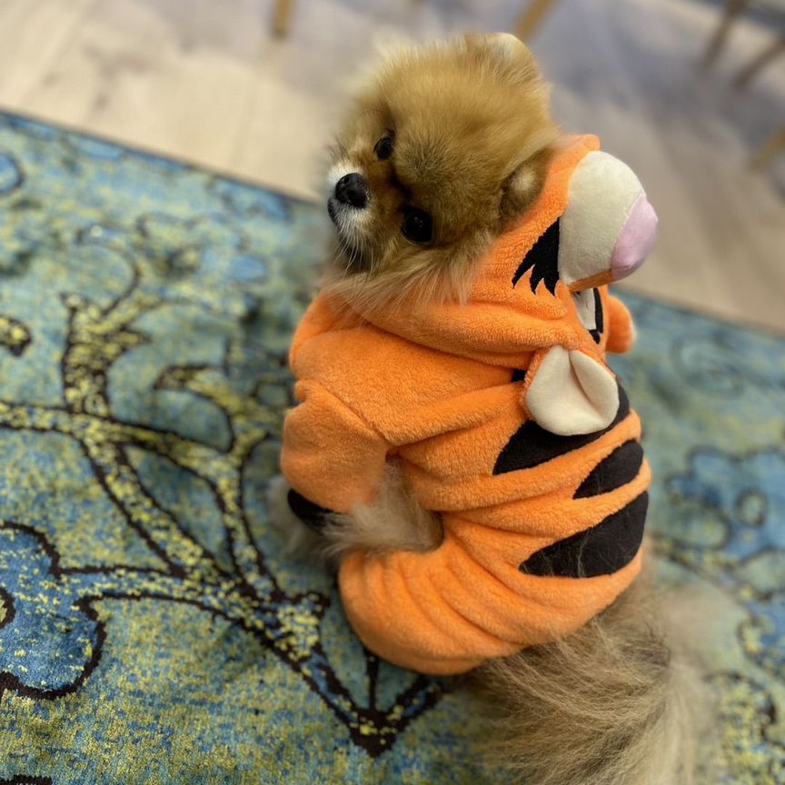 Костюм для собаки