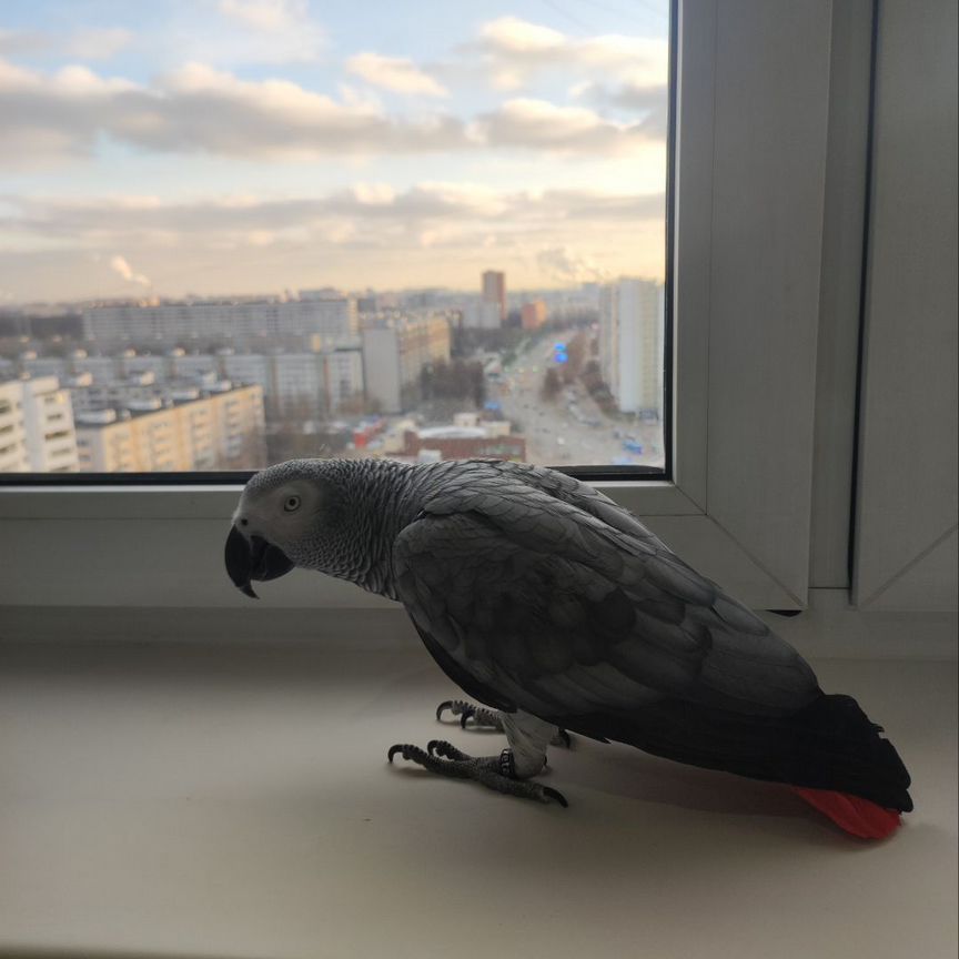 Говорящий Попугай