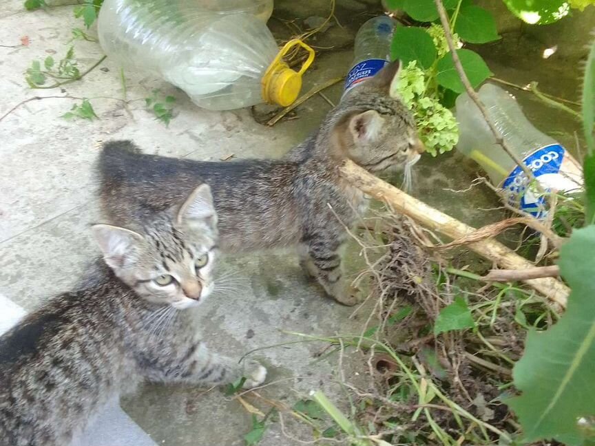 Котята в добрые руки бесплатно