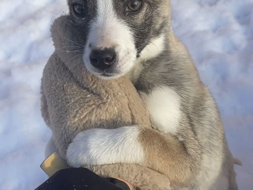 Собака щенок девочка лайка дворняжка в добрые руки