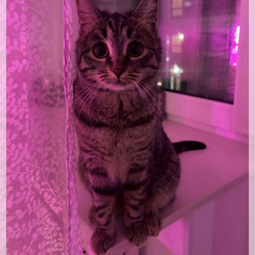 Котёнок в добрые руки