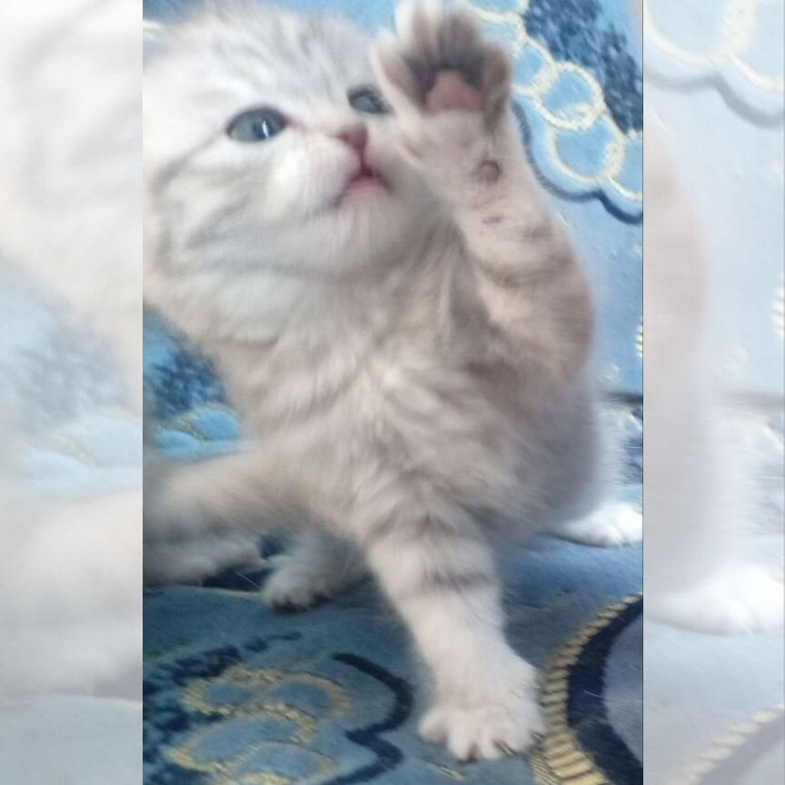Шотландский вислоухий короткошёрстный котёнок