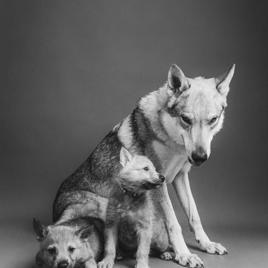 Девочка чехословацкого влчака