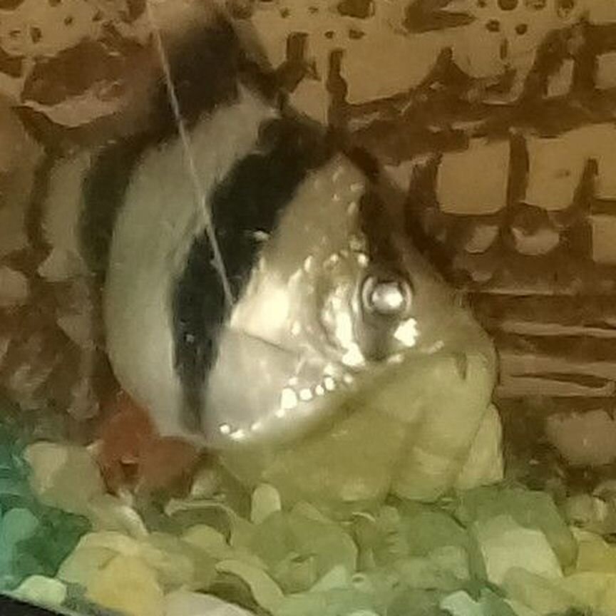 Обмен на других живородящих рыбок