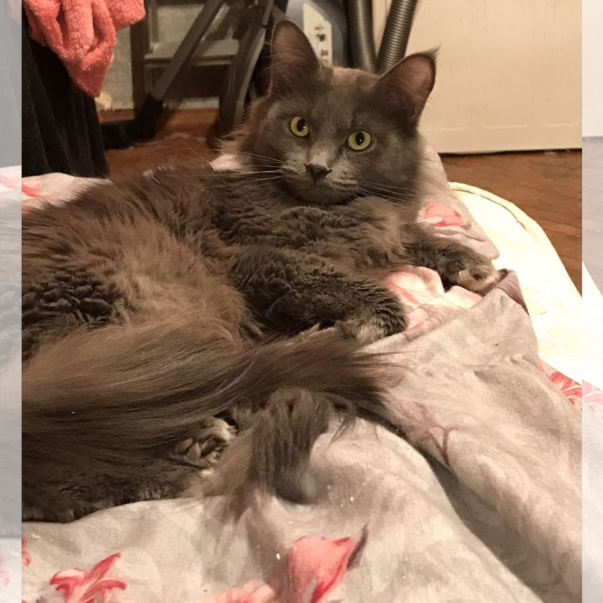 Кошка мейн кун