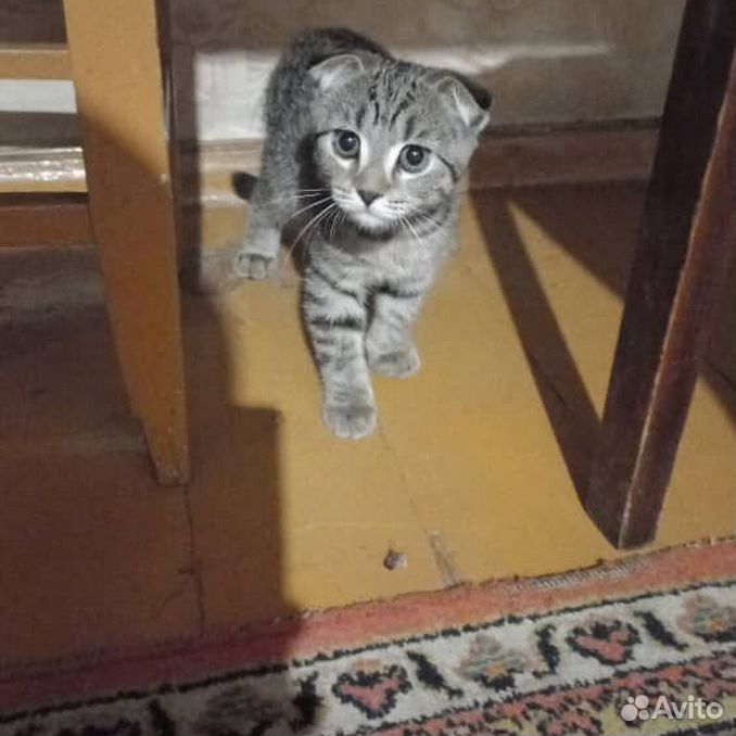 Продается кошка выслоухая Британка