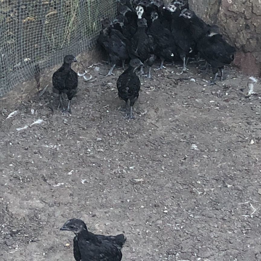 Куры, цыплята и петухи