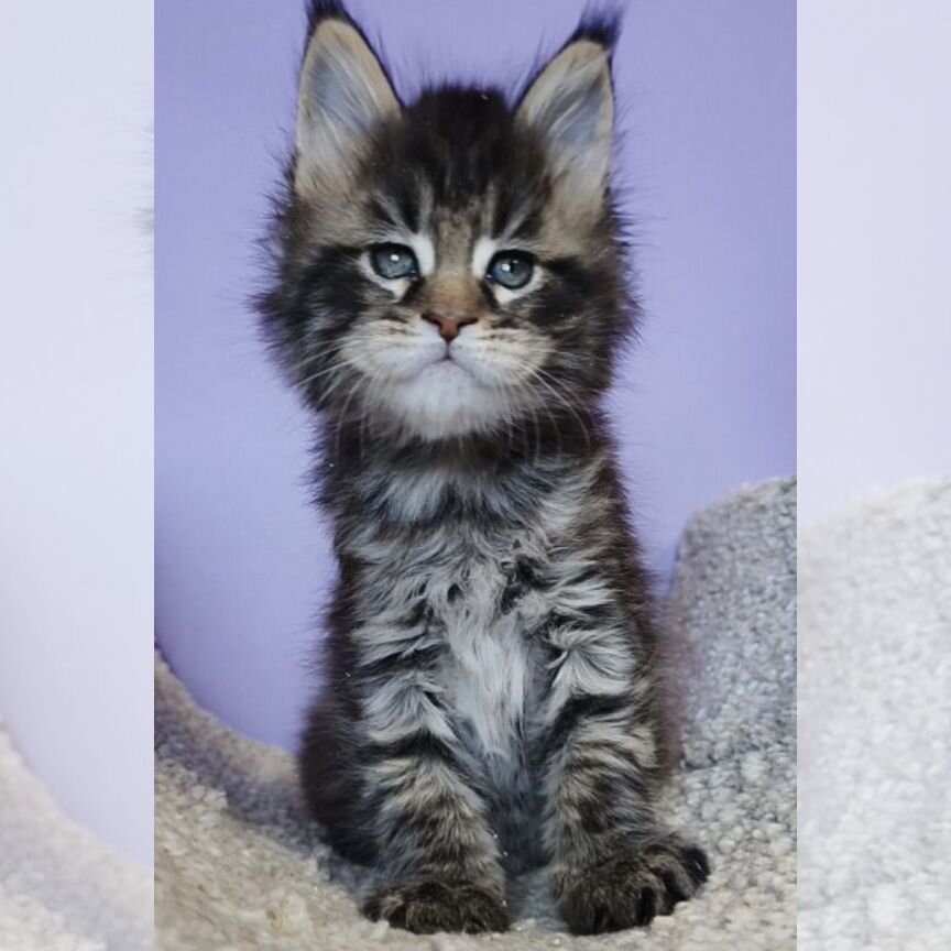 Мейн-кун котёнок