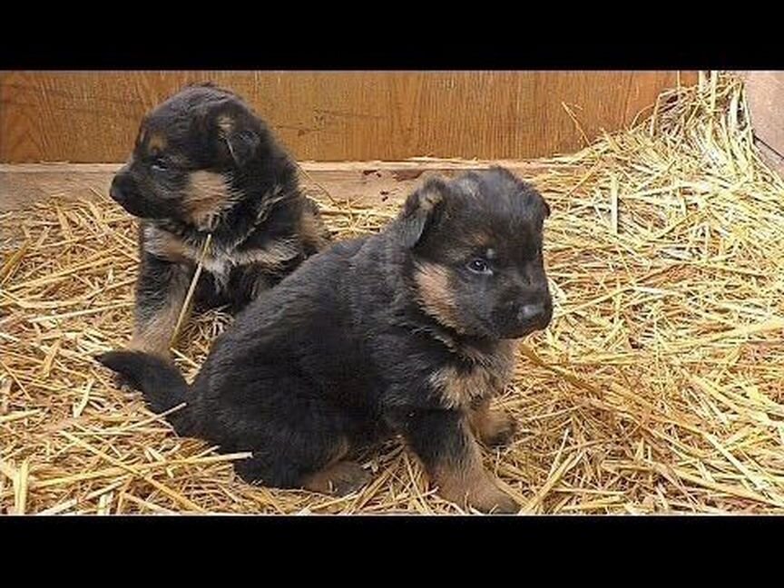 Щенки немецкой овчарки
