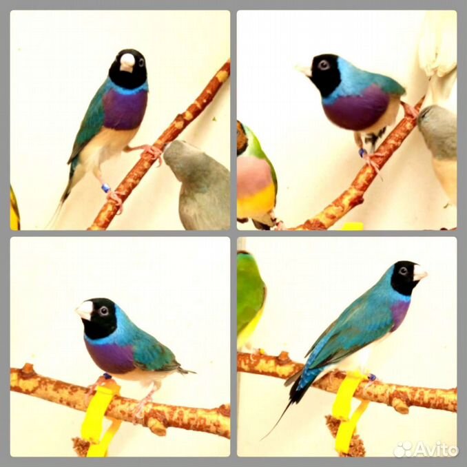 Самец Амадина Гульда (синий)