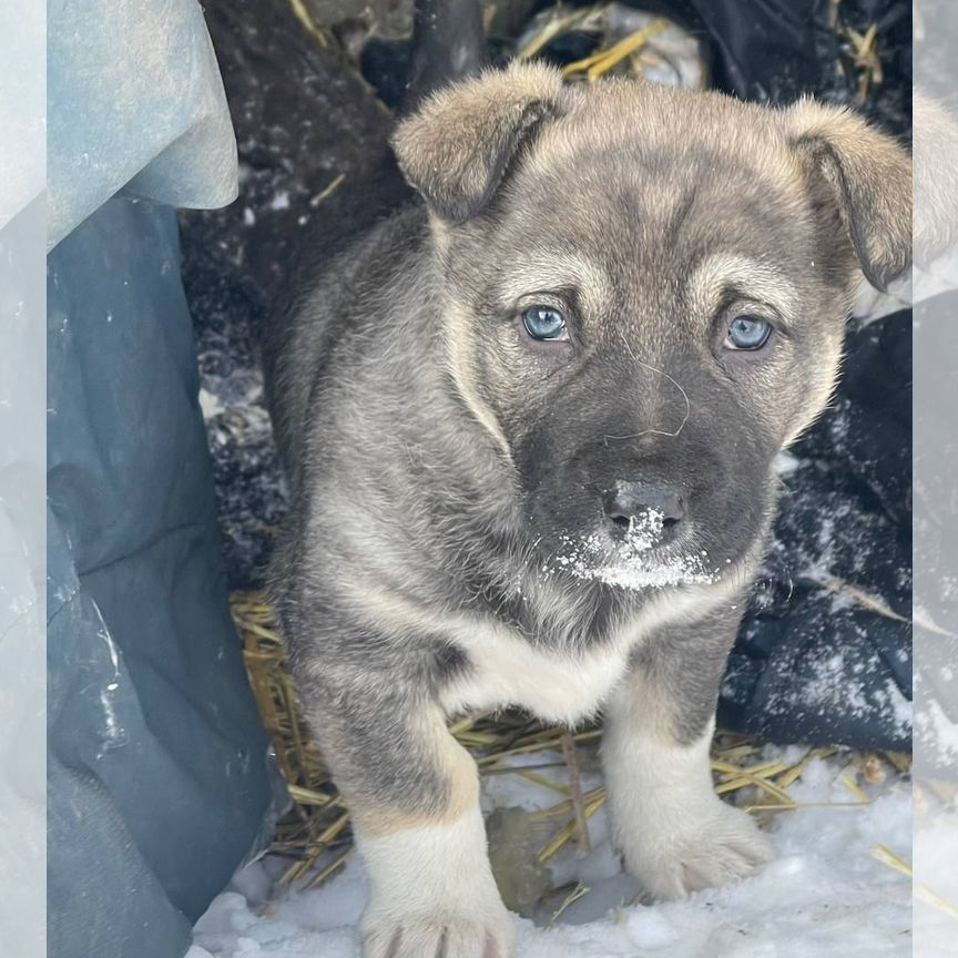 Щенок в добрые руки