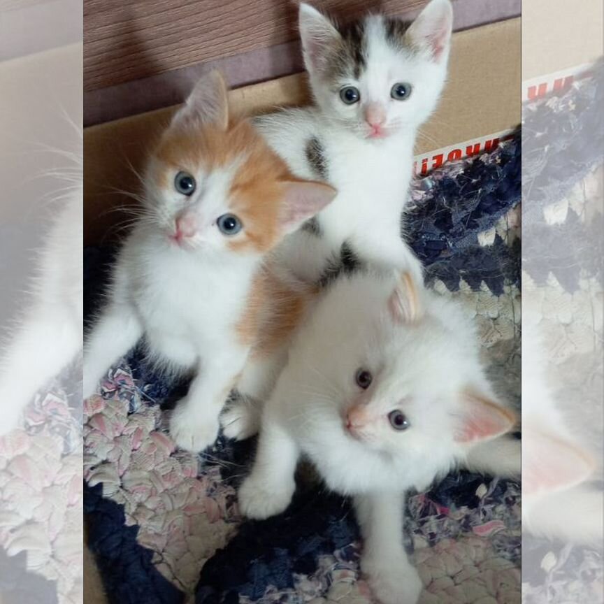 Котята