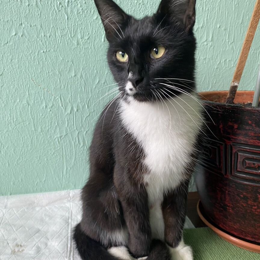 Кошка в добрые руки