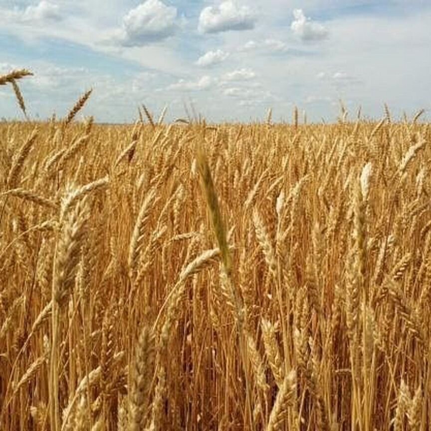 Озимая пшеница