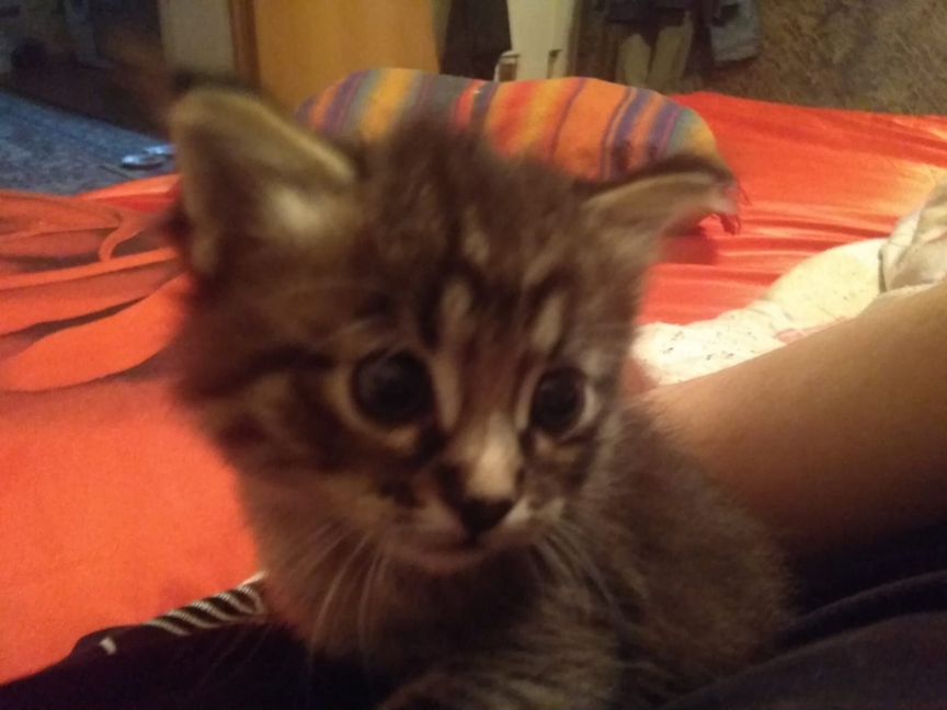 Отдам котенка в хорошие руки, родился 19 января