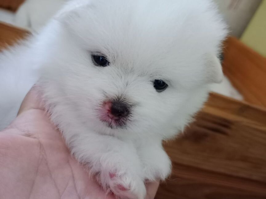 Шпицы медвежата