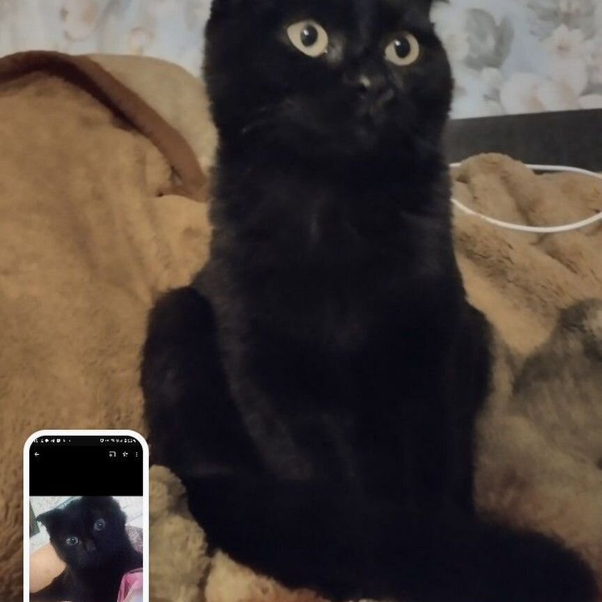 Кот Батон