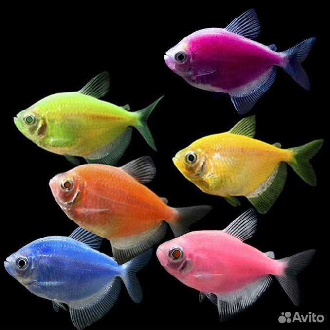 Тернеции glofish