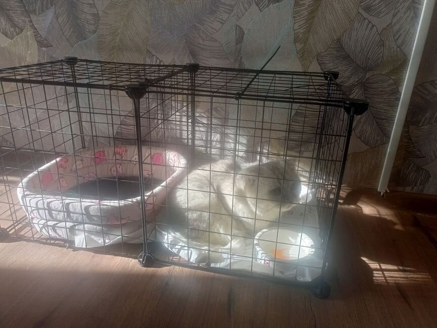 Кошки