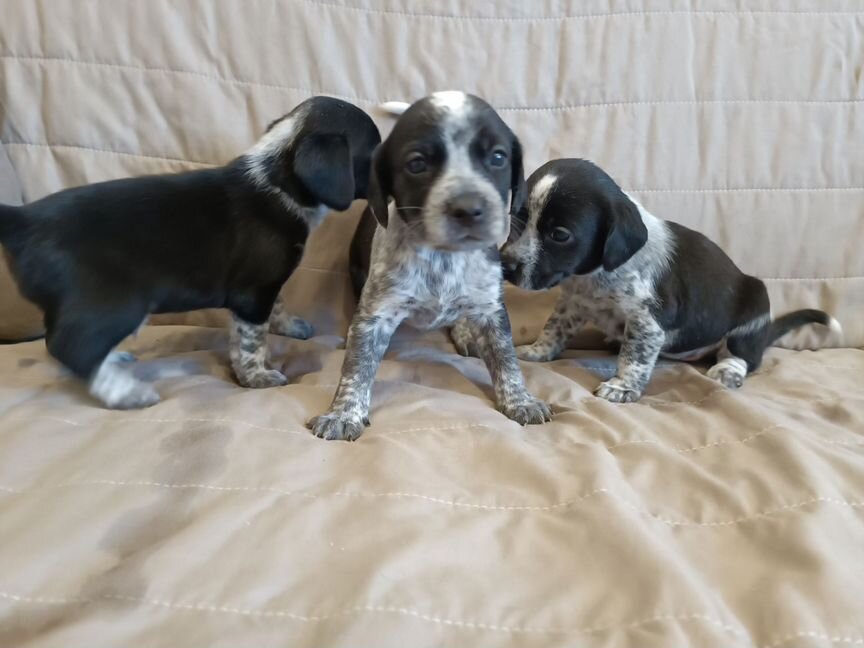 Щенки русского охотничего спаниеля