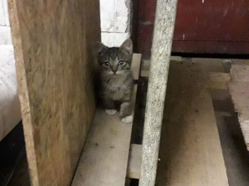 Ласковый котенок пропадает на заводе
