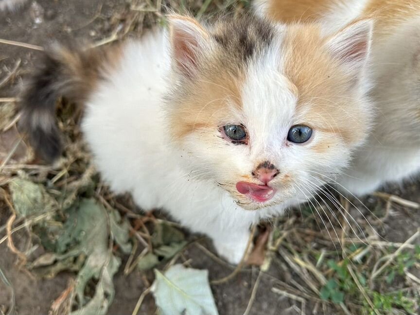 Котята и кошка