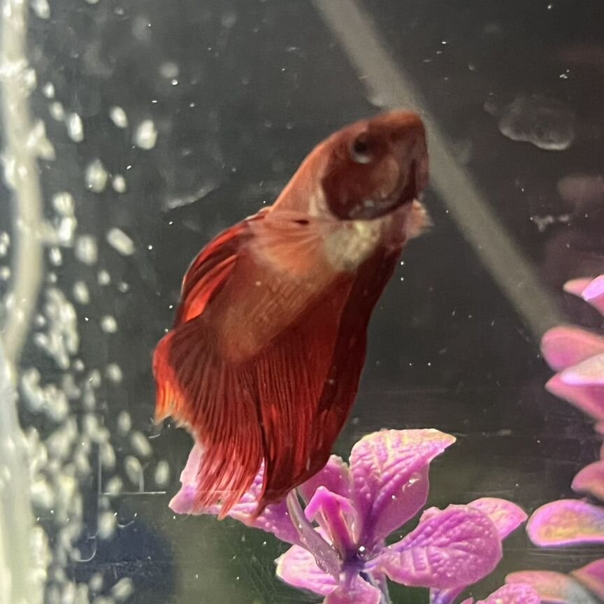 Петушок обмен