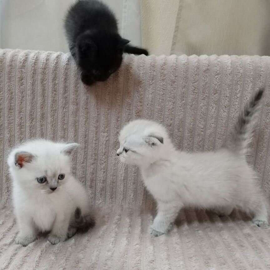 Шотландские малыши