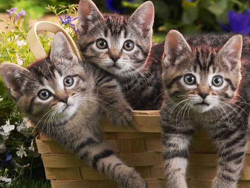 Лапочки девочки и мальчики котята добрый людям