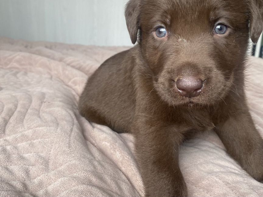 Щенки лабрадора